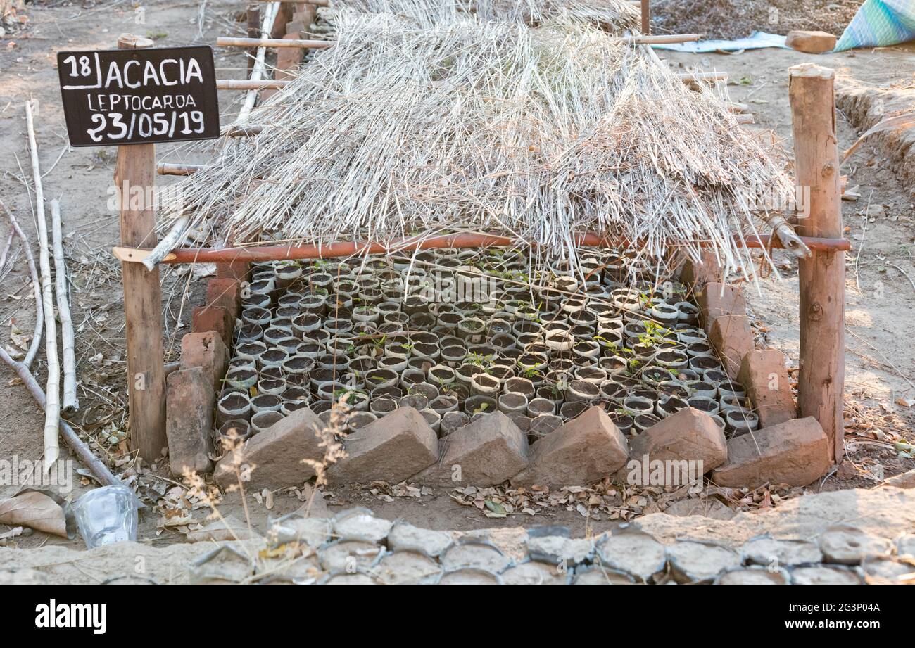 Small tree plantation in Madagascar, Acacia Stock Photo - Alamy
