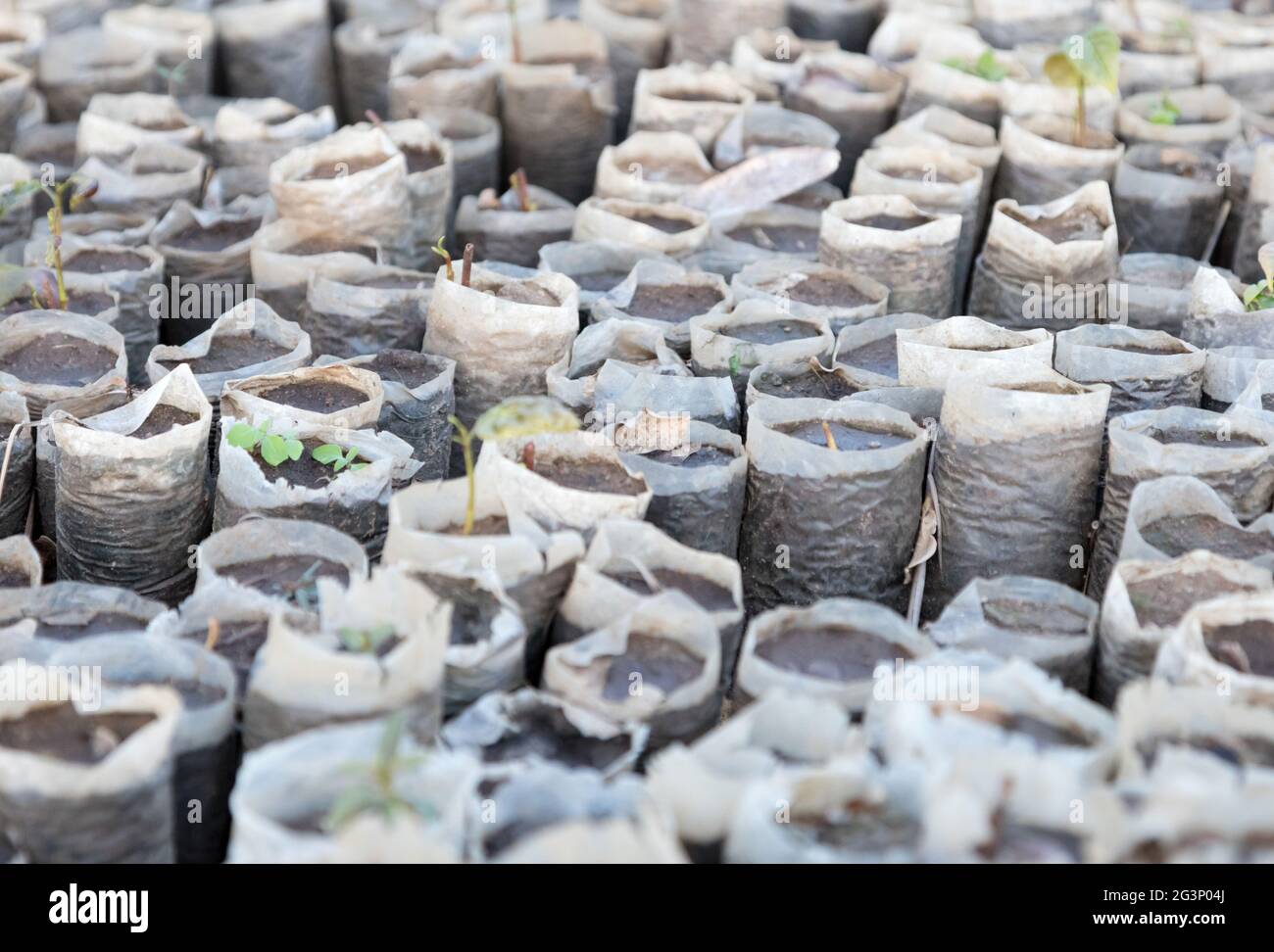 Small tree plantation in Madagascar Stock Photo - Alamy