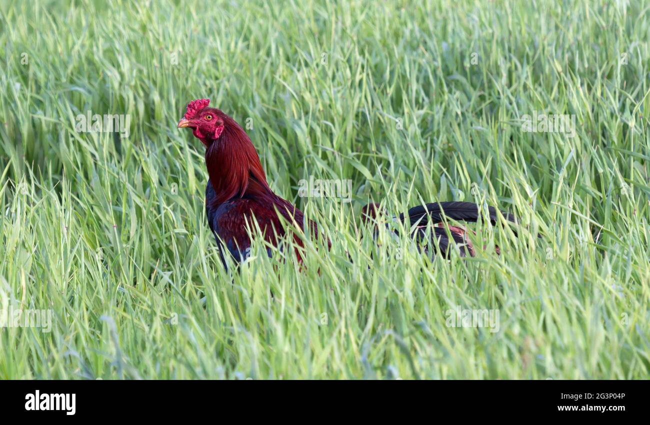 African rooster hi-res stock photography and images - Alamy