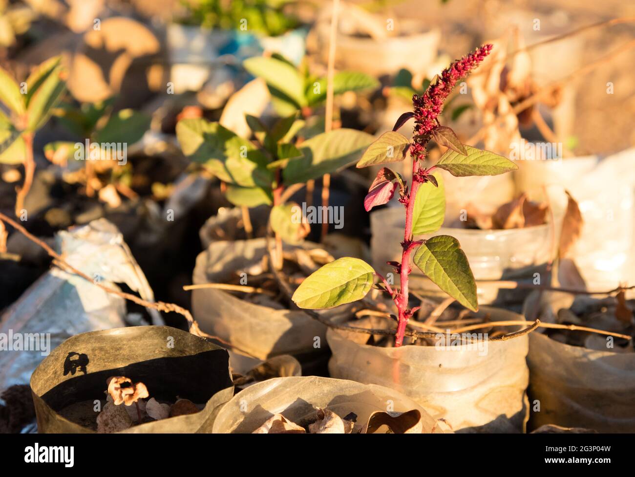 Small tree plantation in Madagascar Stock Photo - Alamy