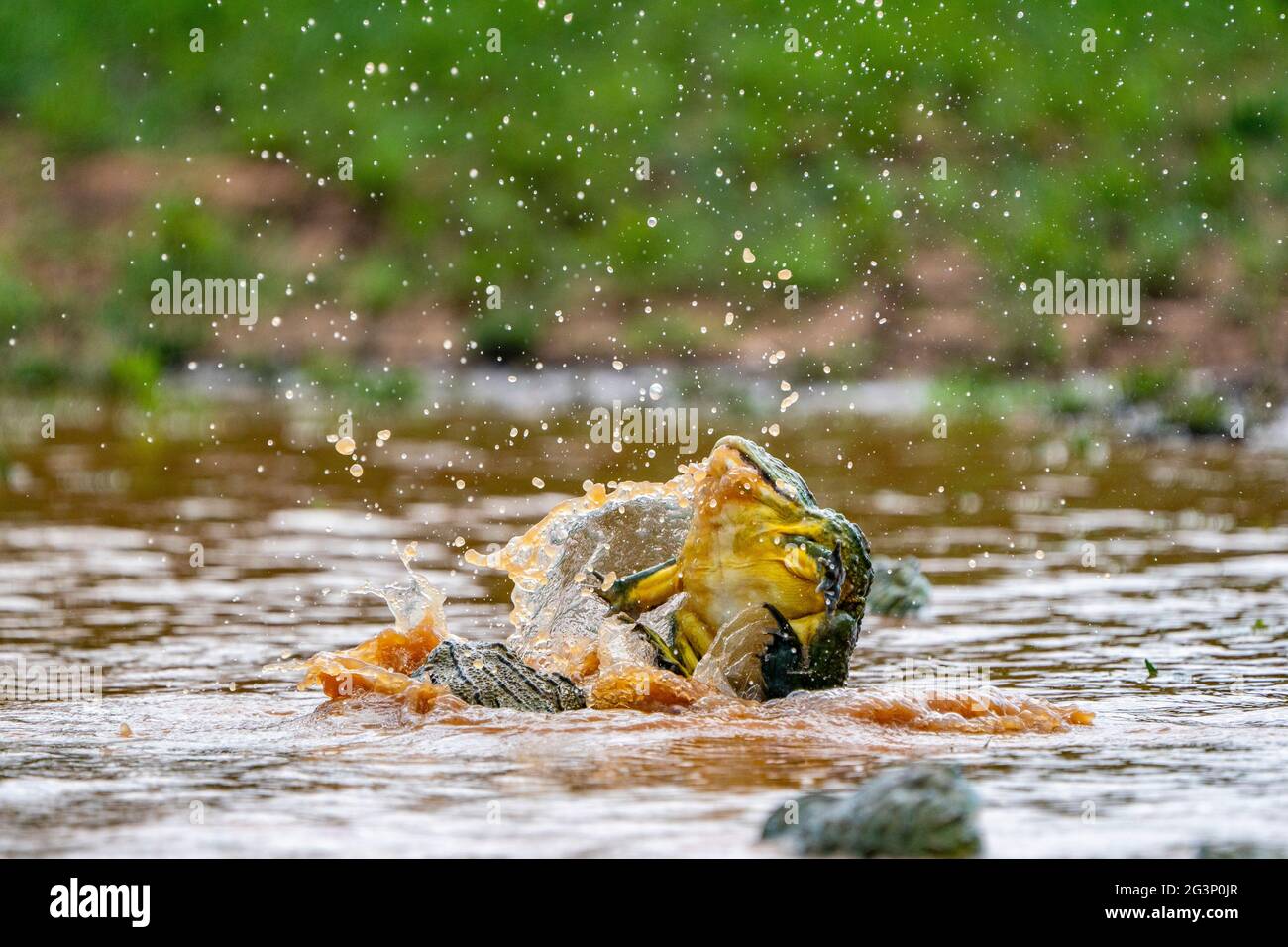 The two bullfrogs scrap it out in the breeding pool. POLOKWANE, SOUTH ...