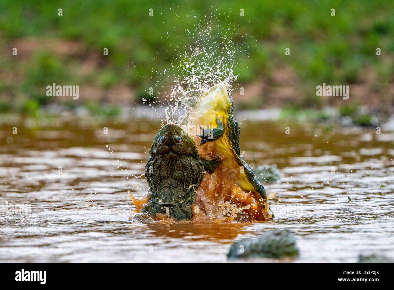 The frogs cause quite a splash as their fight for dominance. POLOKWANE ...
