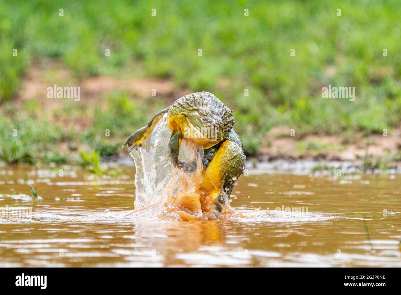 The males fight in the centre of the pool to win the attention of ...