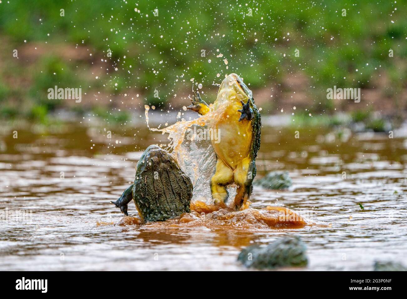 This bullfrog takes a big splash to the face. POLOKWANE, SOUTH AFRICA ...