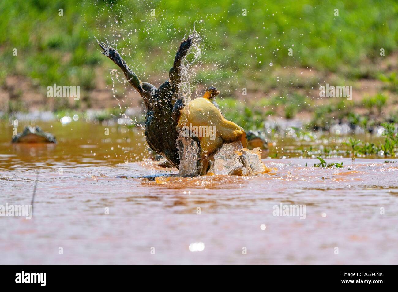 This bullfrog dives into the water - pulling his opponent off his feet ...