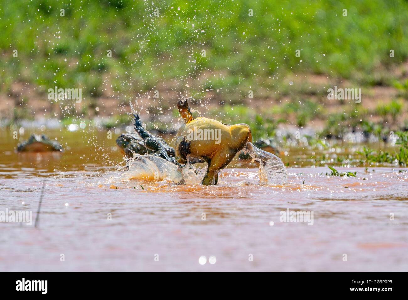 The bullfrogs fight to gain a hold over the centre of the circle ...