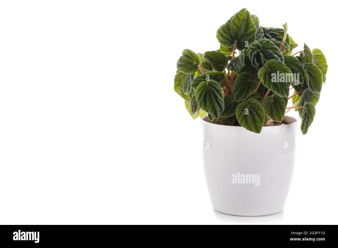 Peperomia caperata house plant Stock Photo - Alamy