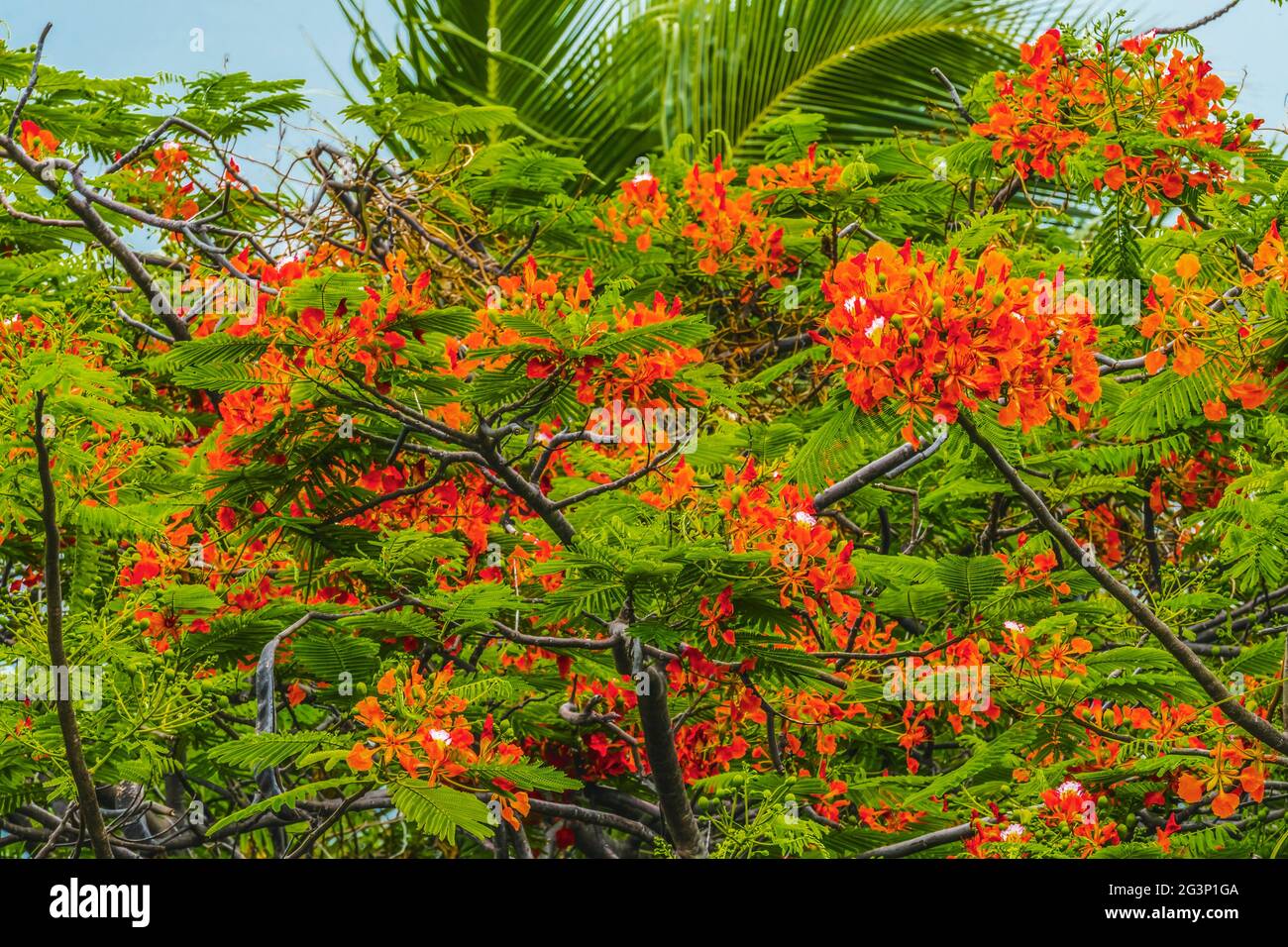 Red Flame Tree Delonix Regia Royal Poinciana Green Leaves Moorea Tahiti ...