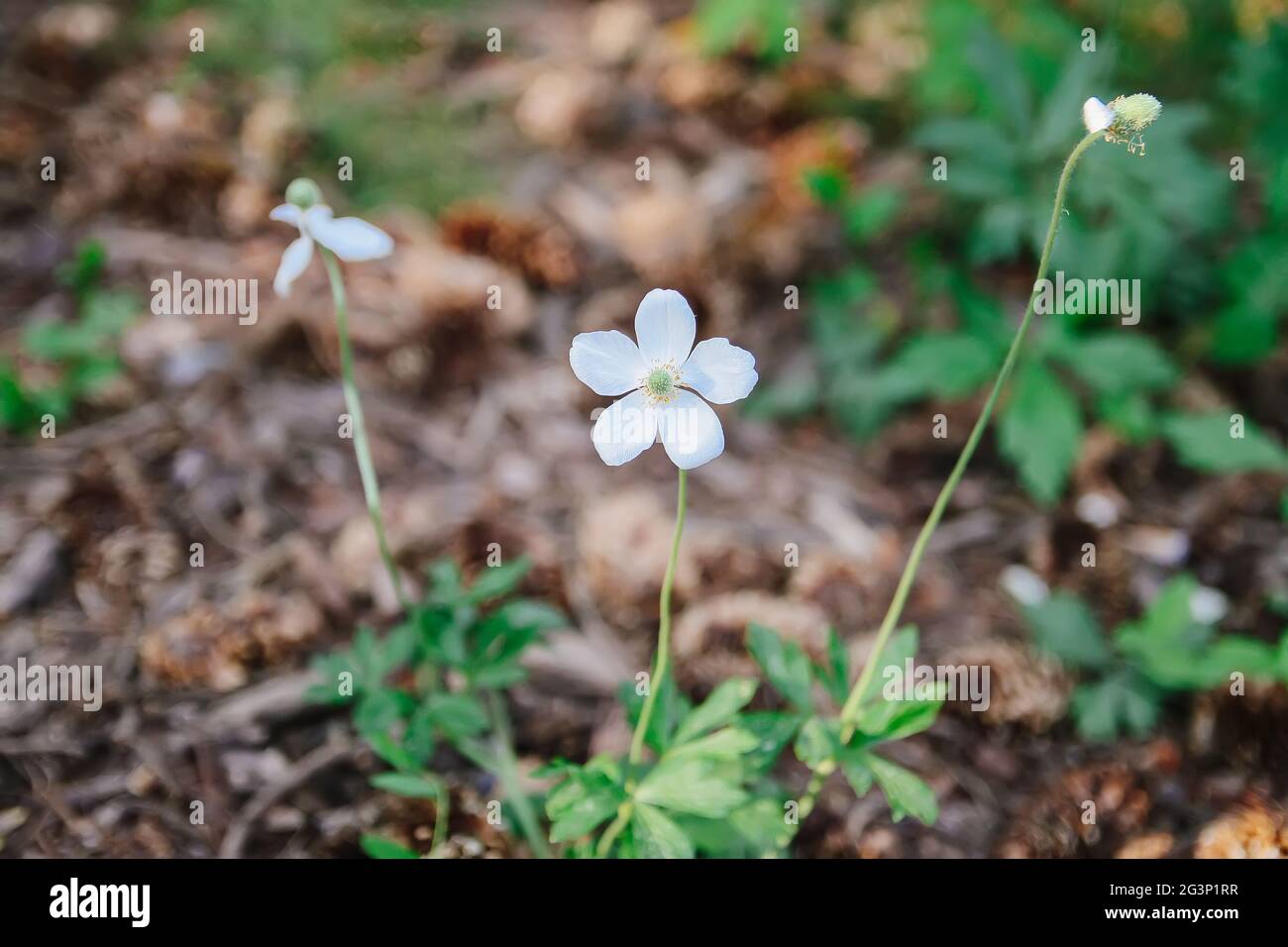 White flowers in spring park Stock Photo - Alamy