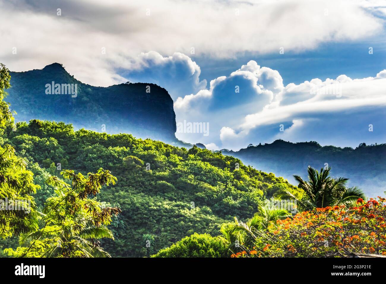 Colorful Flame Tree Mountain Moorea Tahiti French Polynesia Stock Photo ...