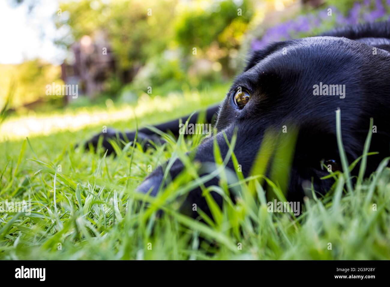 A black labrador retriever dog laying down in grass in the summer sun ...