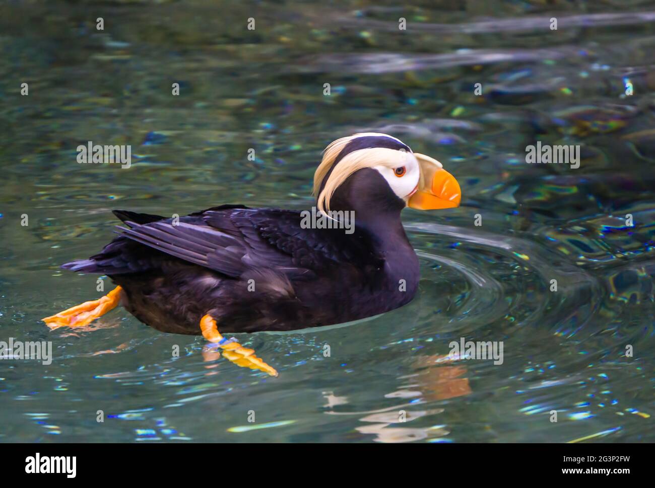 An interesting Puffin bifd floats in a pool in Tacoma, Washingotn Stock ...