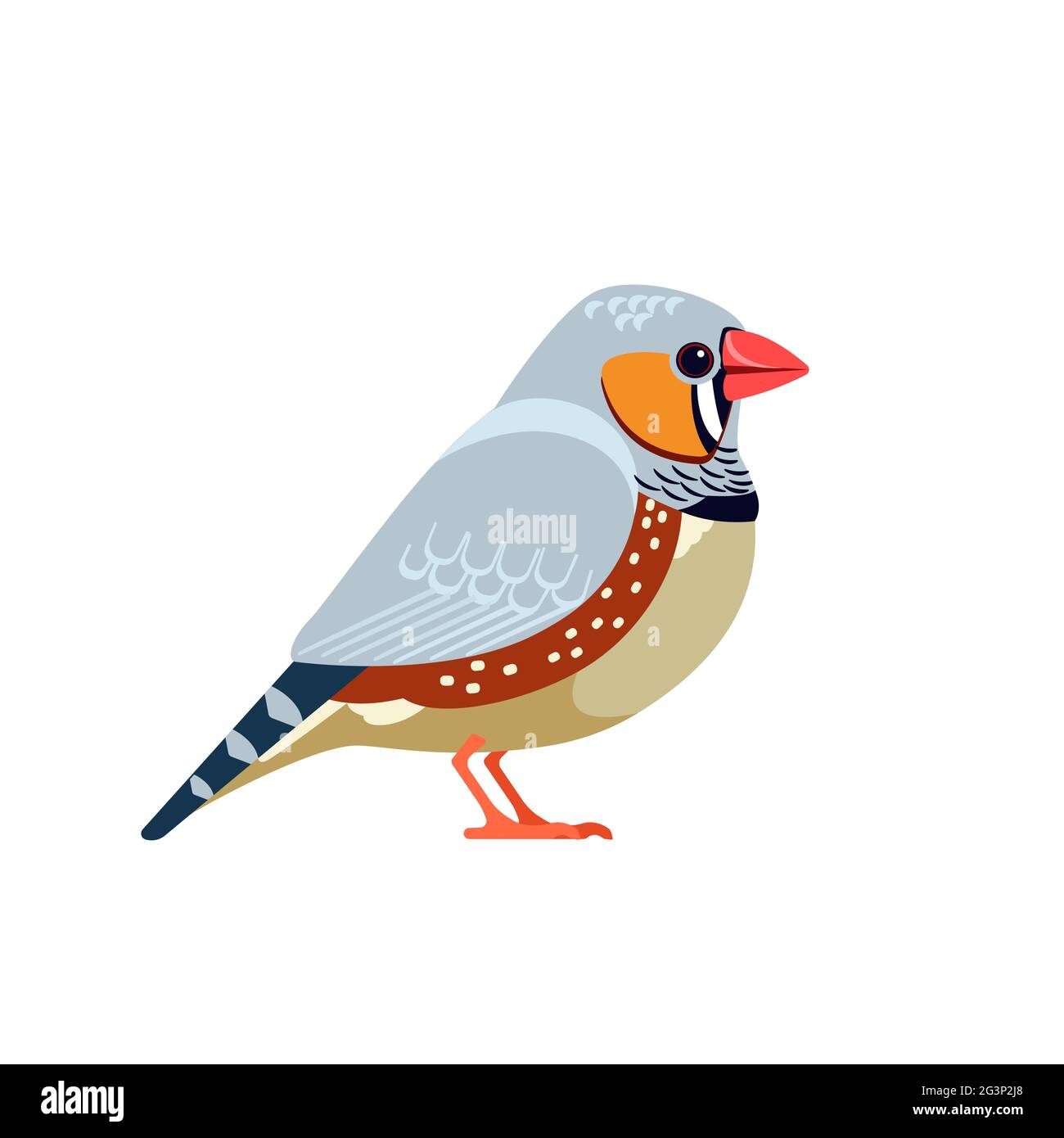 Zebra finch is the most common estrildid finch. Australian Bird Cartoon ...