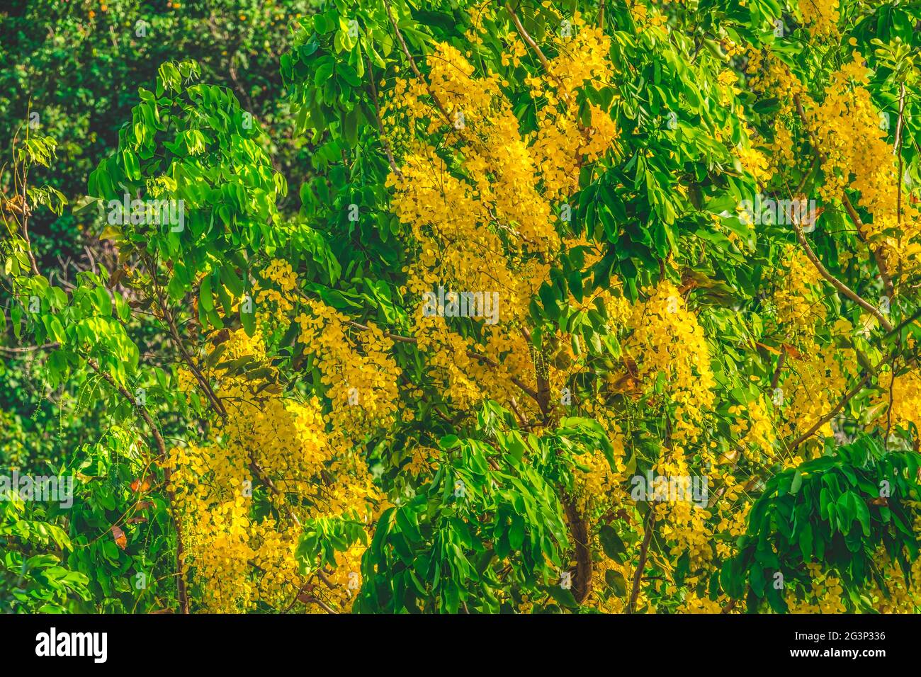Golden Shower Tree Yellow Flowers Green Leaves Moorea Tahiti French ...