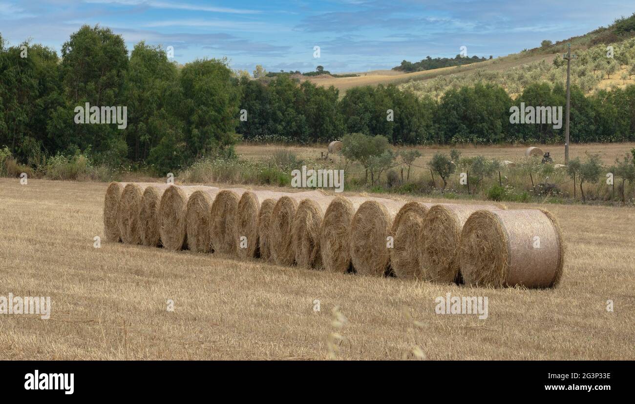 round bales ready for collection on green grass and gray sky Stock ...