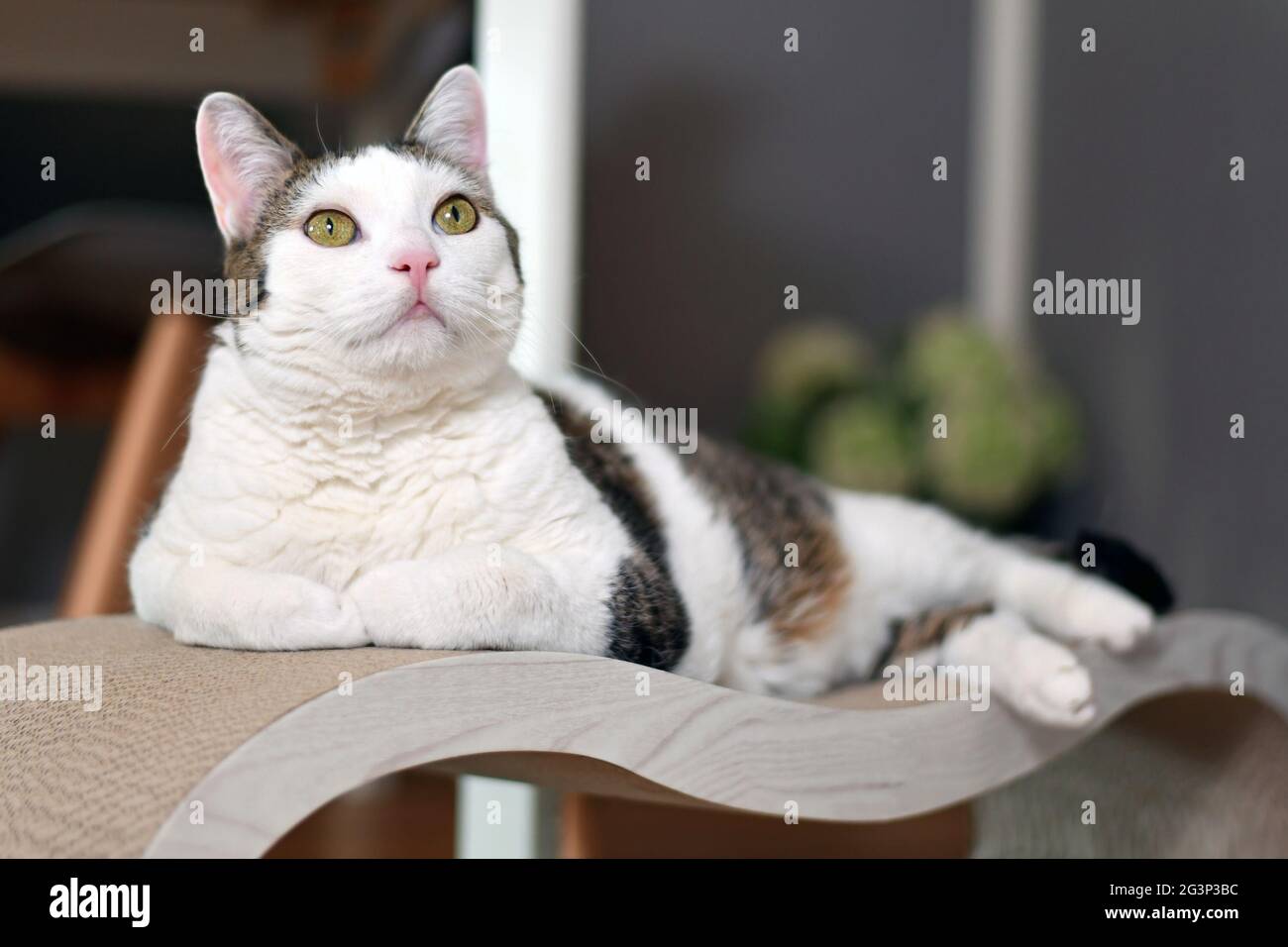 Cat lying on cardboard scratch board in shape of lounge bed Stock Photo ...