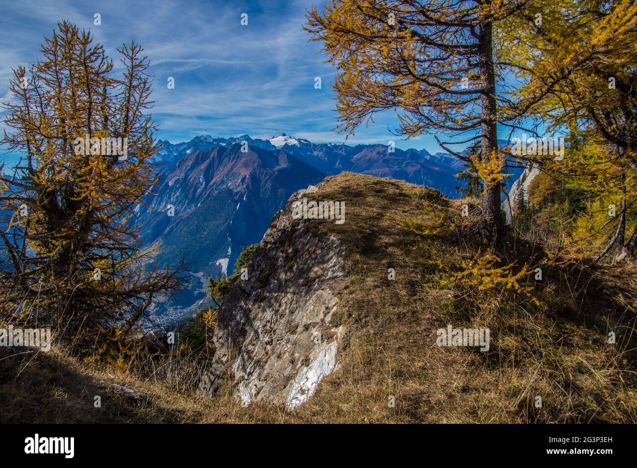 Swiss tree trunk hi-res stock photography and images - Alamy