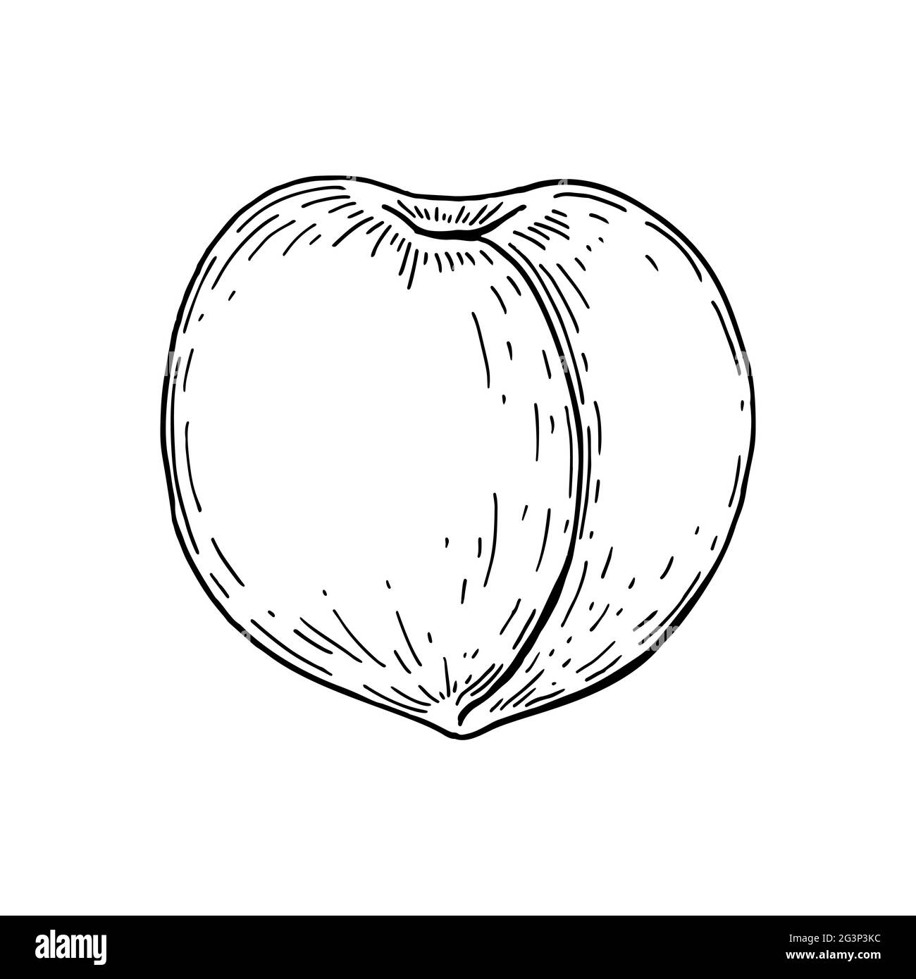 Hand drawn peach isolated on white background. Vector illustration in ...