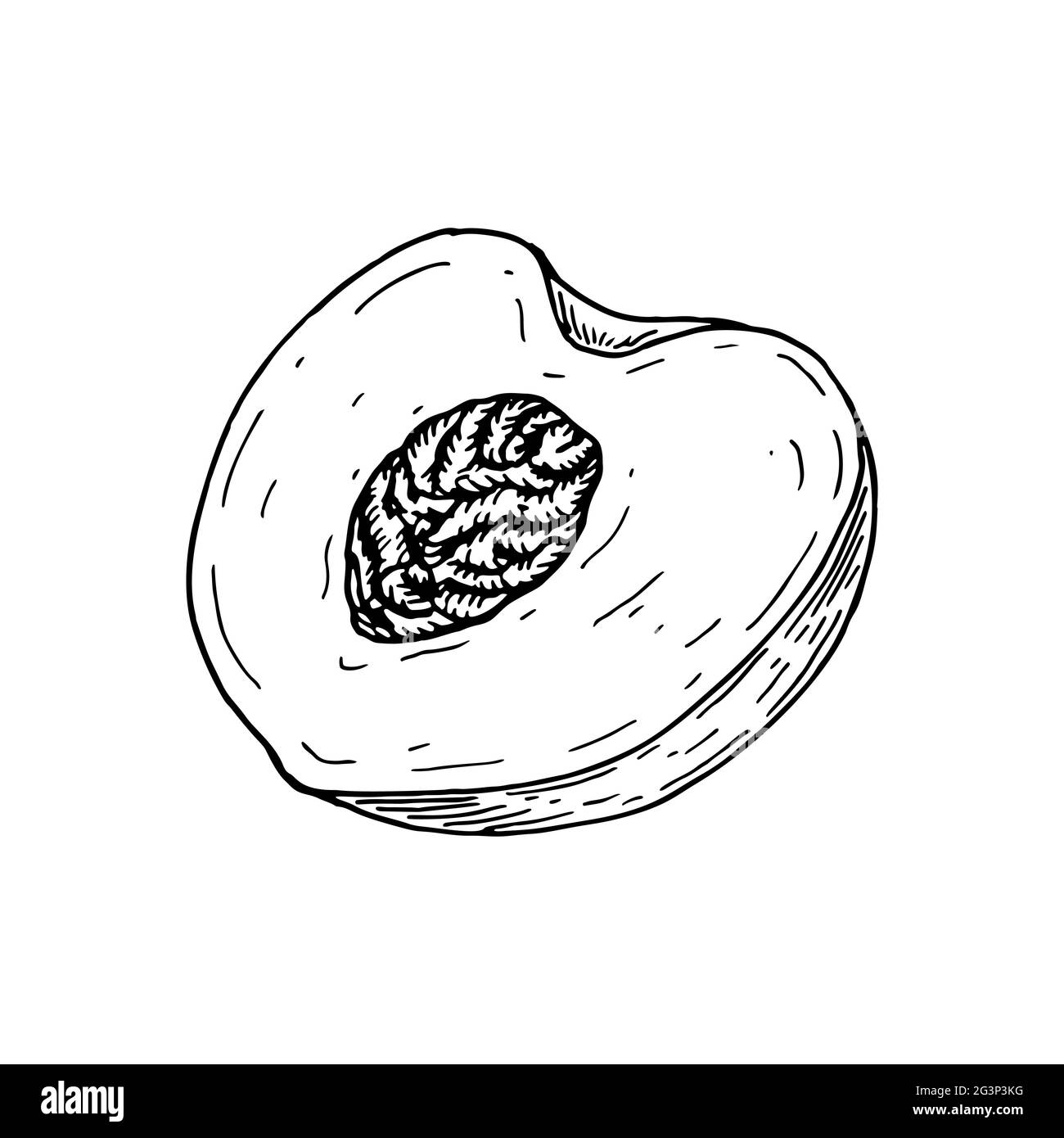 Hand drawn half of peach isolated on white background. Vector ...