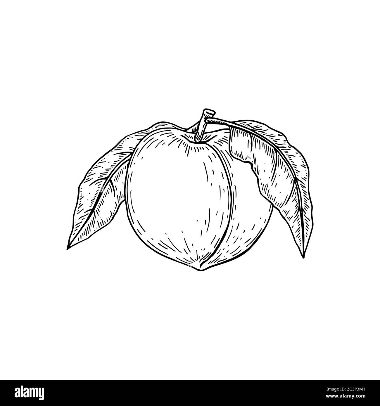 Hand drawn peach isolated on white background. Vector illustration in ...