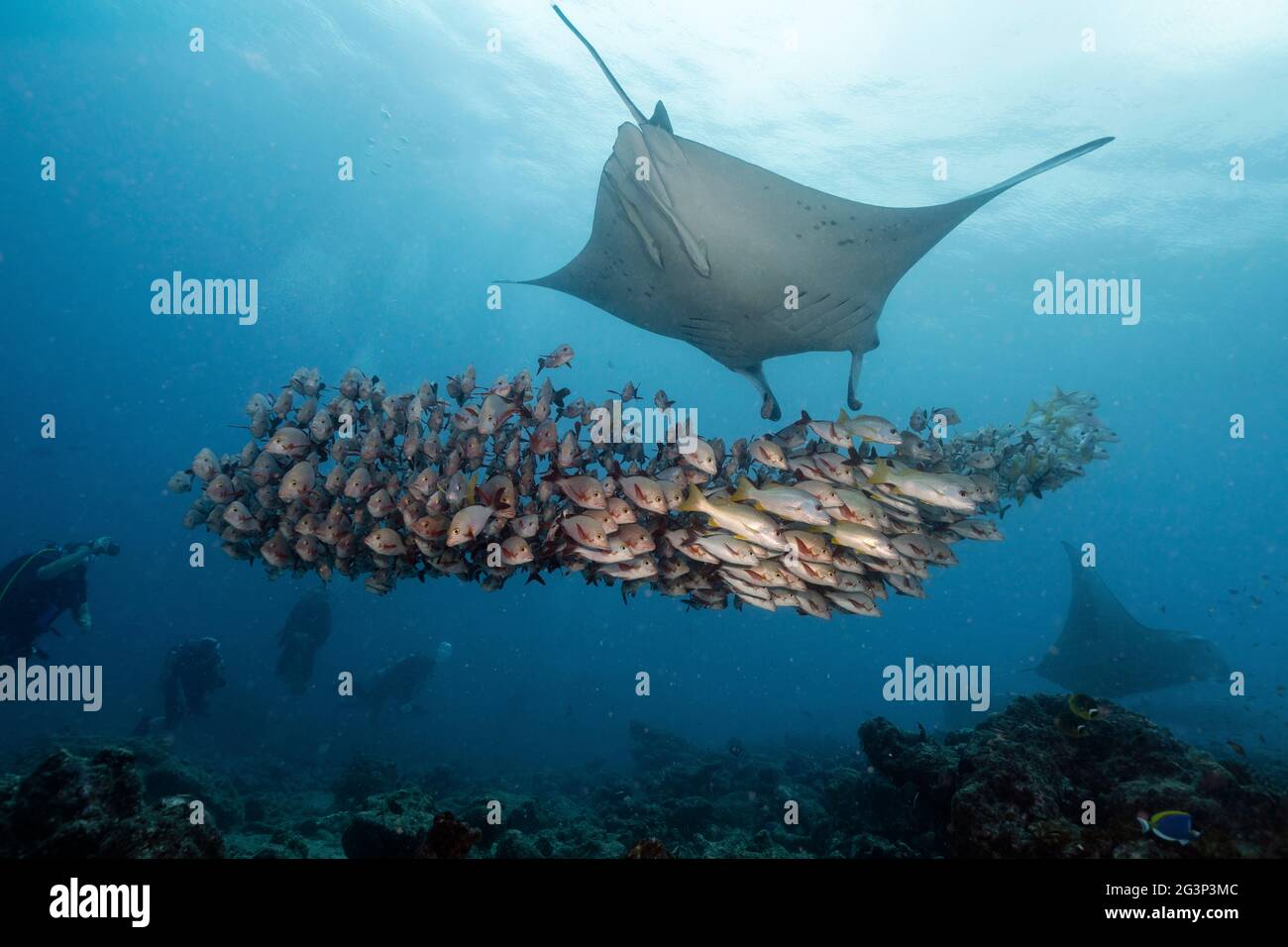 Reef manta ray mobula alfredi hi-res stock photography and images - Alamy