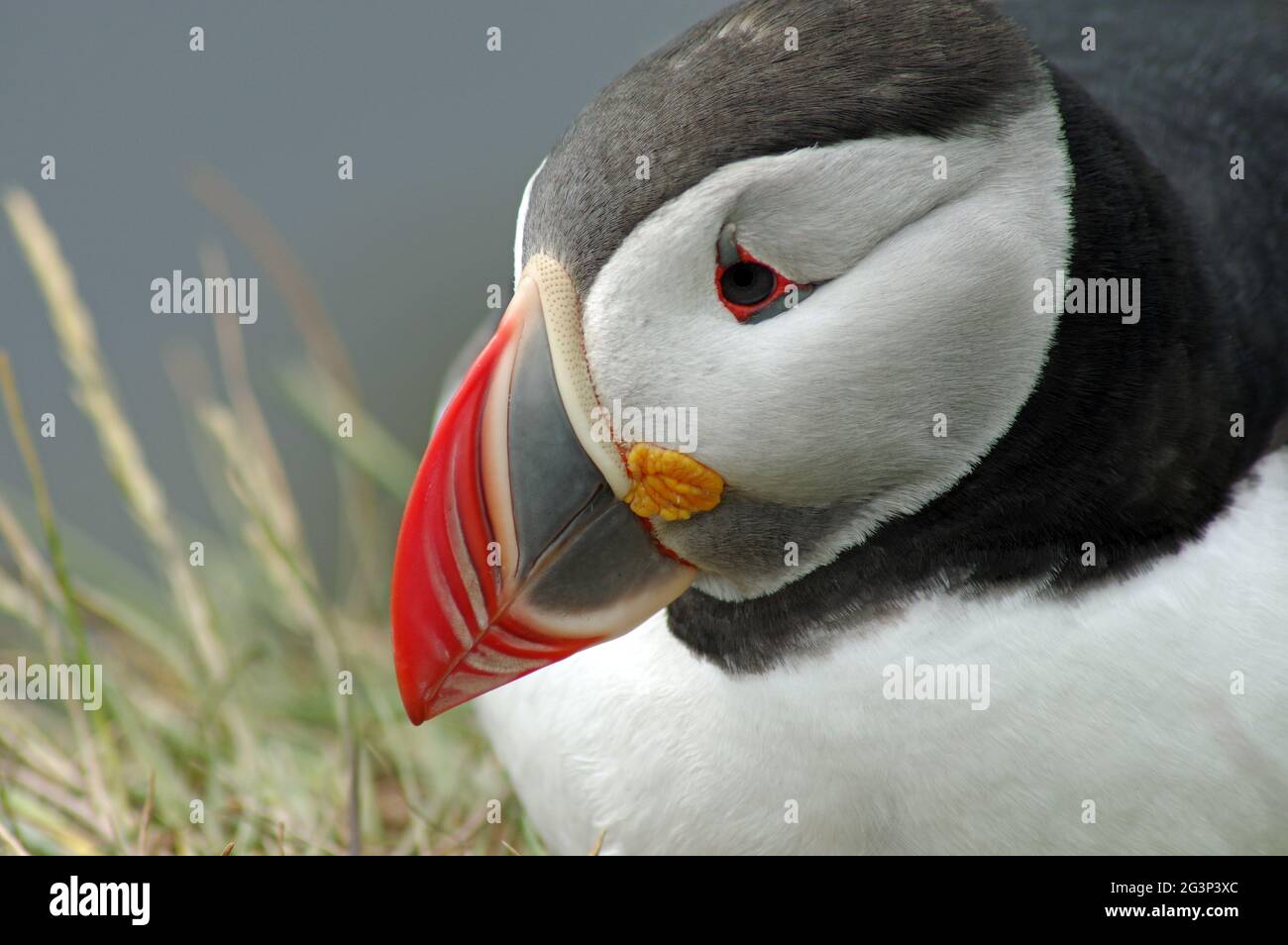 Puffin pose hi-res stock photography and images - Alamy