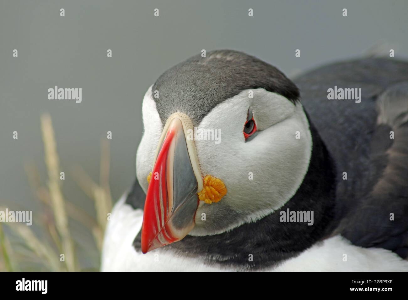 Head of puffin hi-res stock photography and images - Alamy