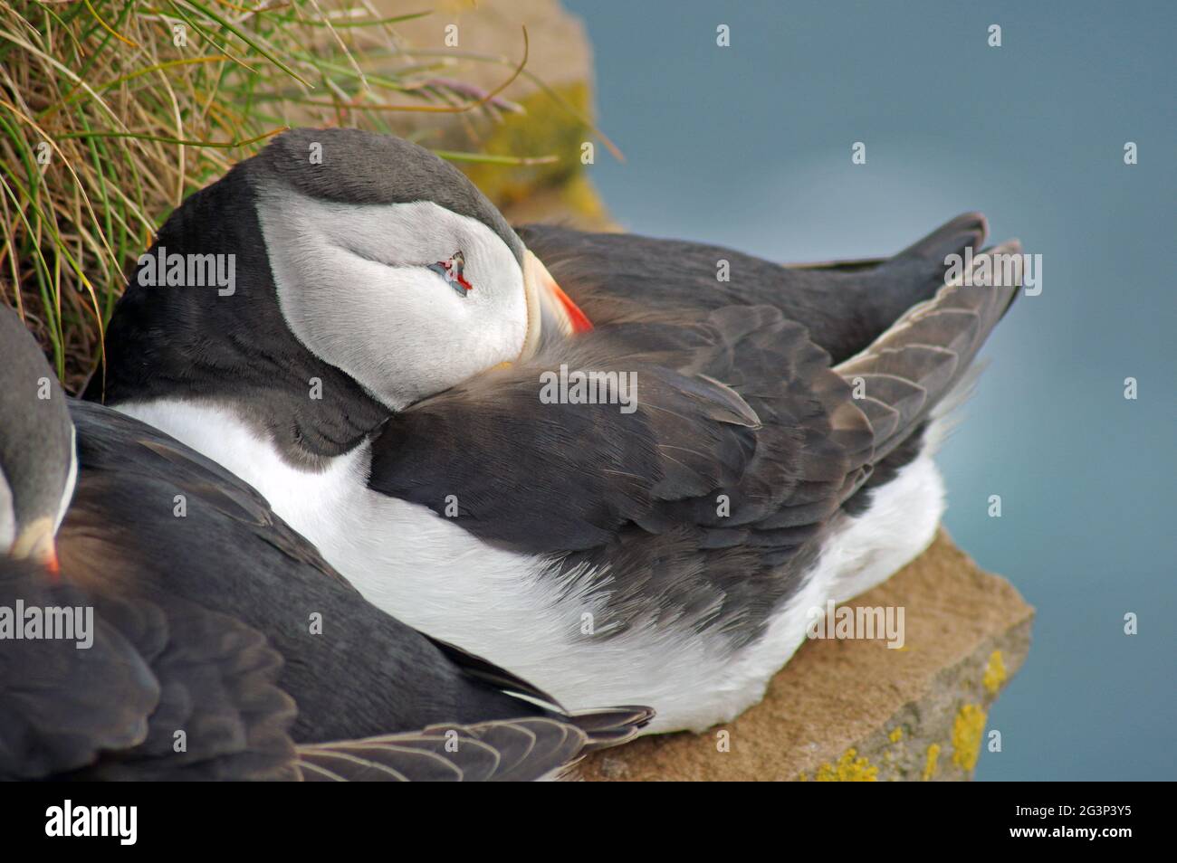 Nap pose hi-res stock photography and images - Alamy