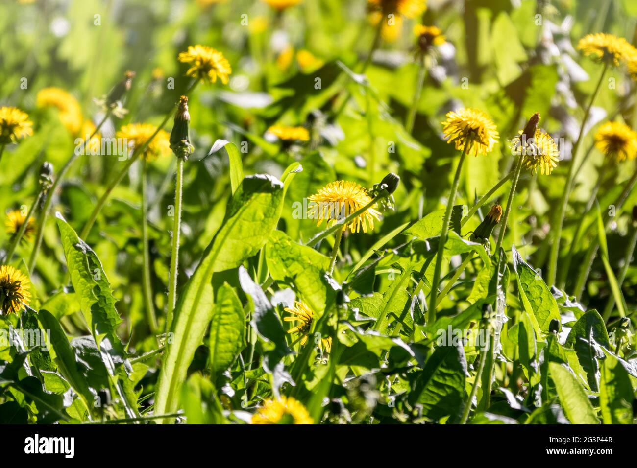 Field of yellow dandelions. Summer field of dandelions. Taraxacum ...
