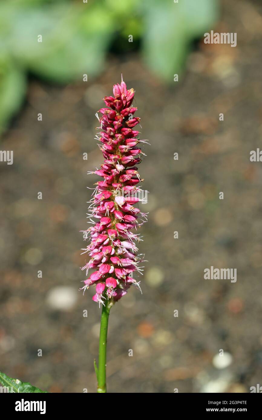 Red bistort, Persicaria bistorta, variety Hohe Tatra, deep pink flower ...