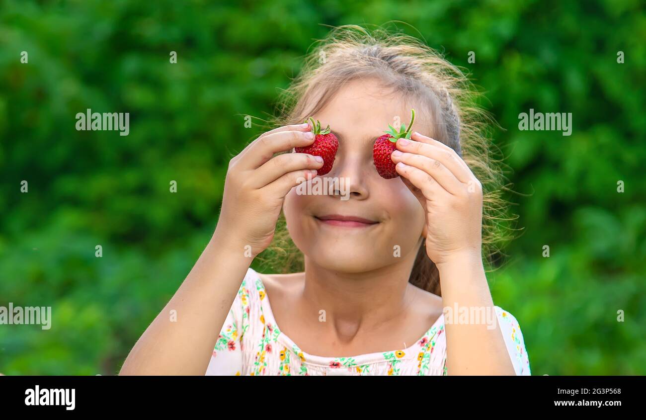The child and grandmother pick strawberries in the garden. Selective ...