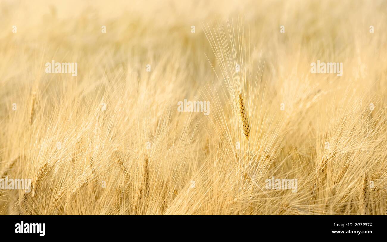 Long depth of field hi-res stock photography and images - Alamy