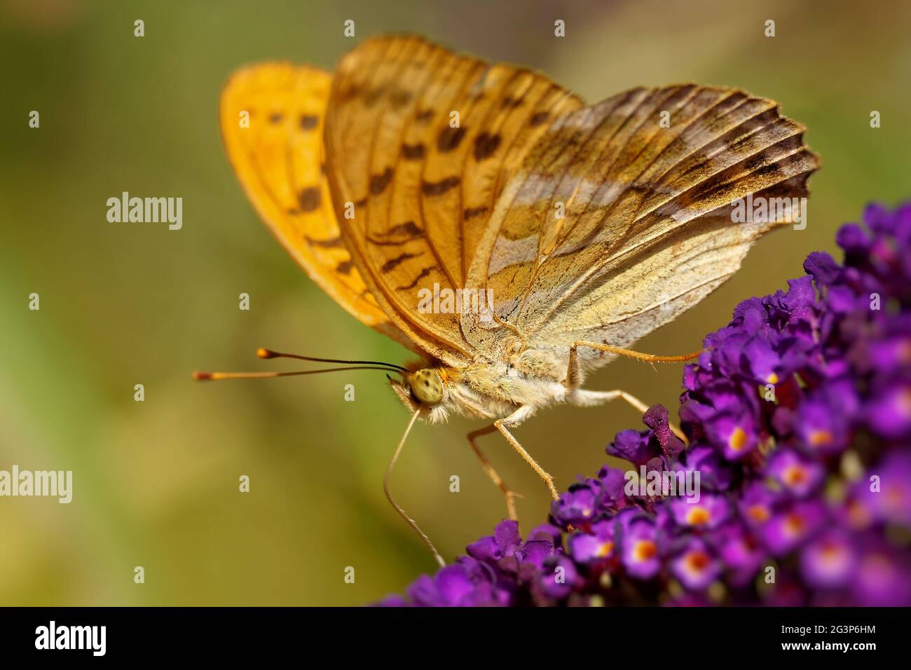Emperor cloak on summer lilac Stock Photo - Alamy