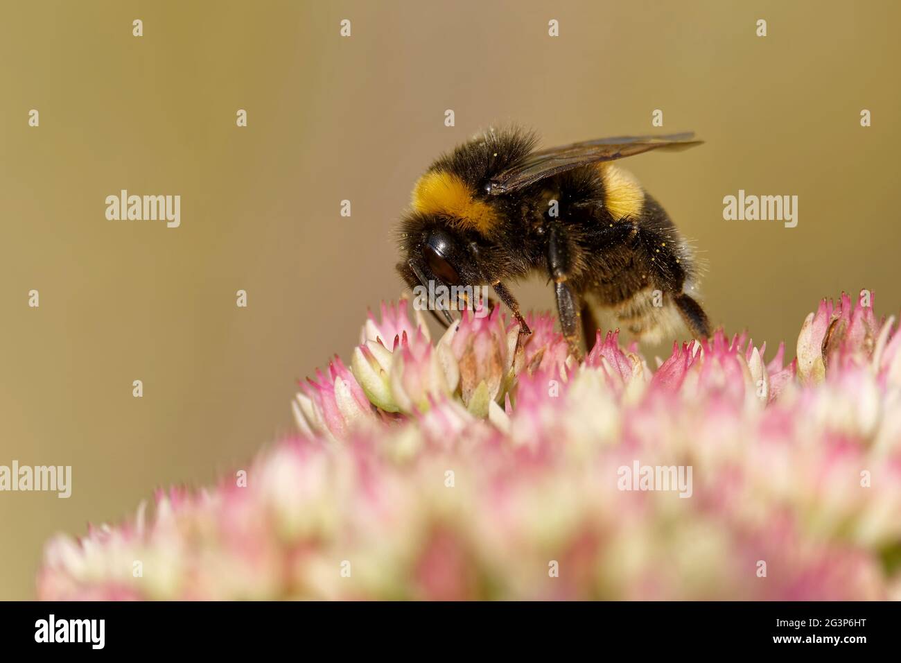 Showy bumblebee hi-res stock photography and images - Alamy