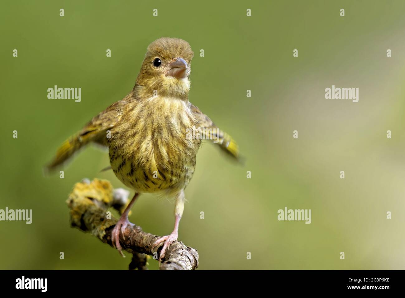 Juvenile greenfinch hi-res stock photography and images - Alamy