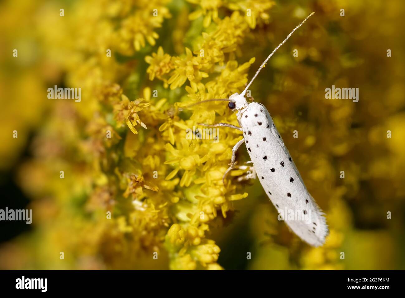 European moth hi-res stock photography and images - Alamy