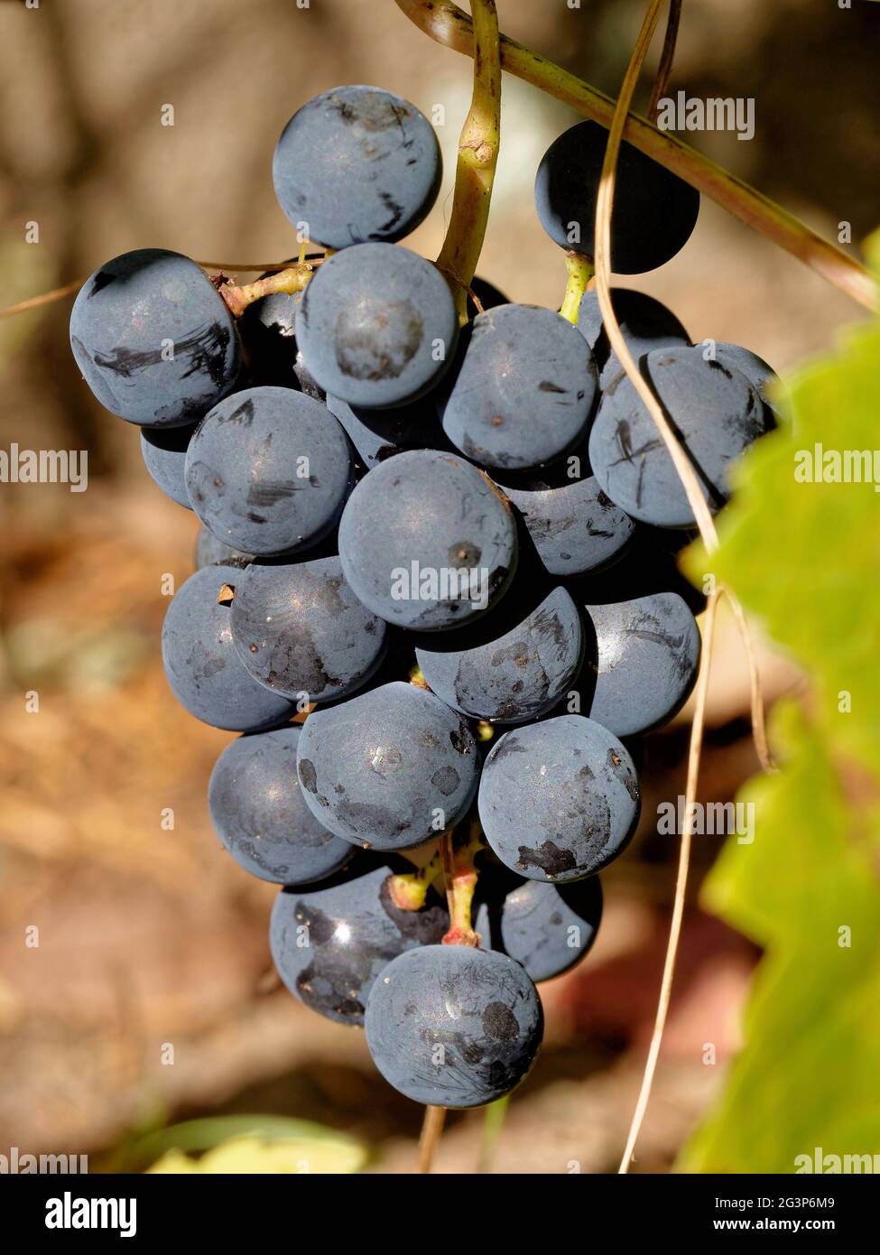 Red wine grapes hi-res stock photography and images - Alamy