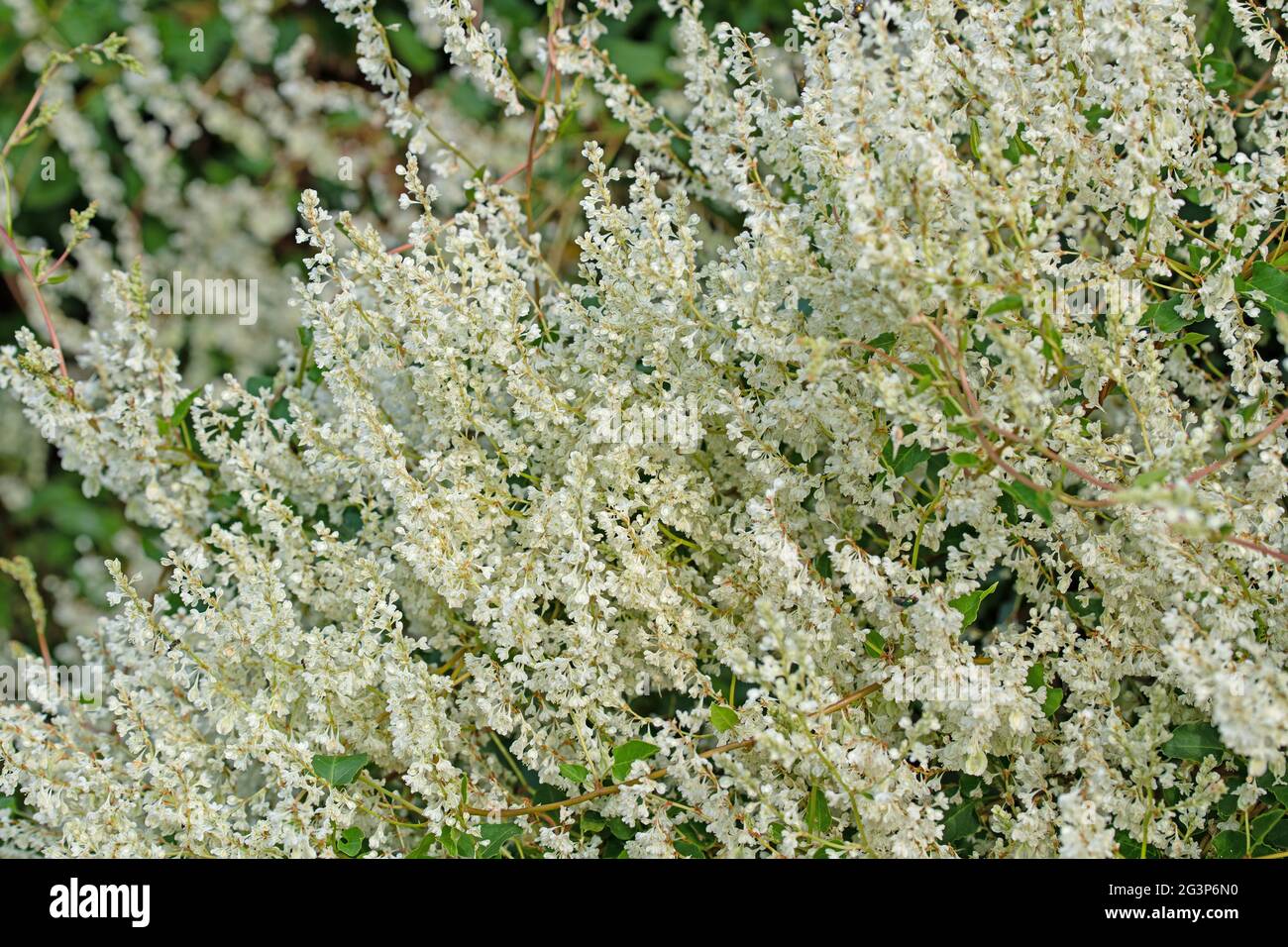 Fallopia aubertii hi-res stock photography and images - Alamy