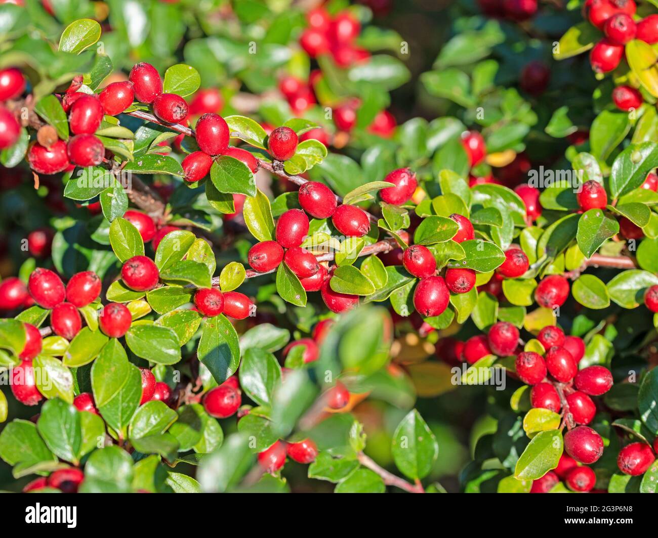 Dwarf cotoneaster hi-res stock photography and images - Alamy