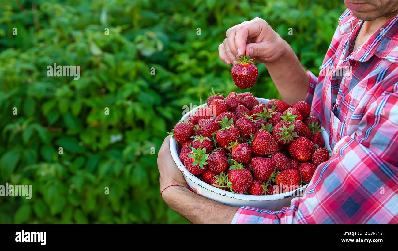 A male farmer picks strawberries in the garden. Selective focus. People ...