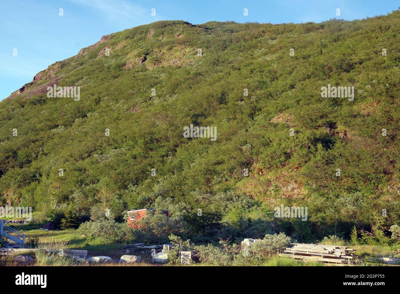 Greenland forest hi-res stock photography and images - Alamy