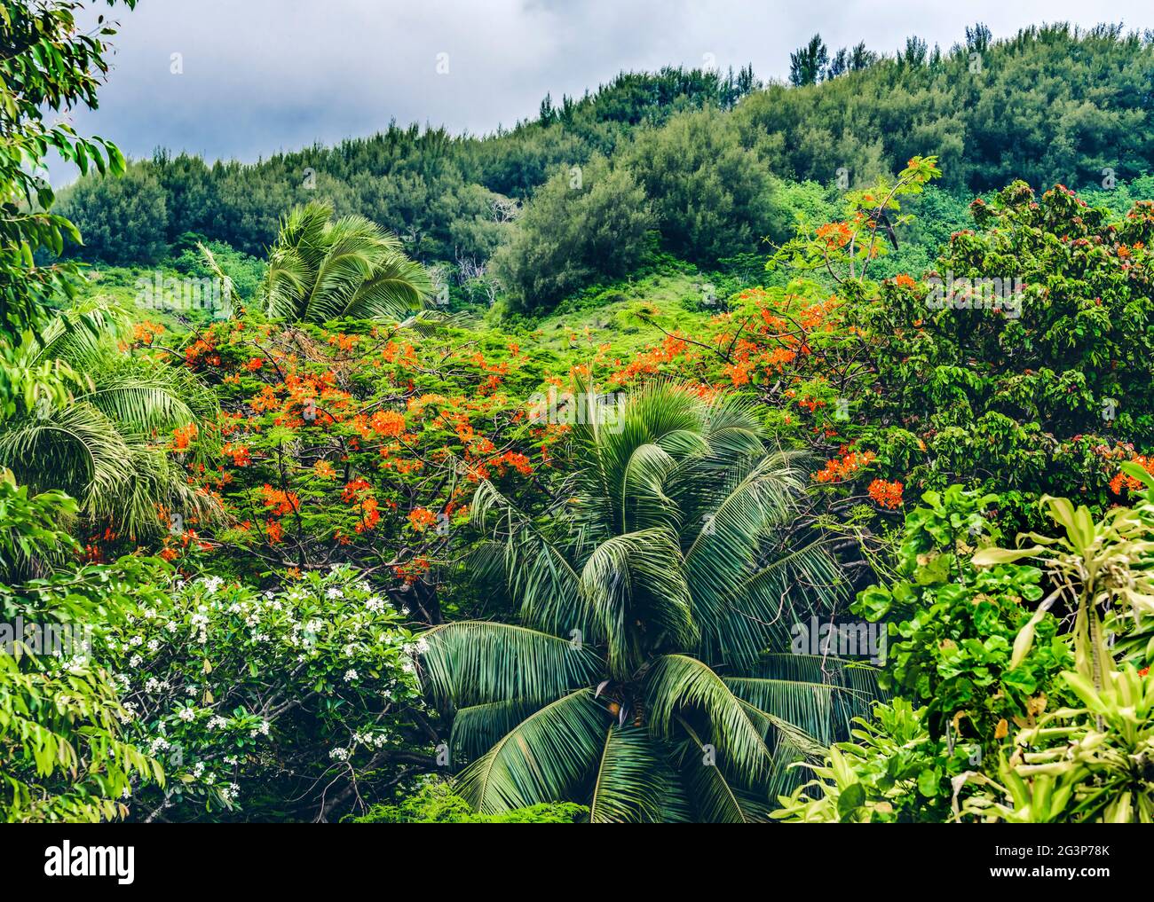 Tahiti french polynesia vegetation hi-res stock photography and images ...