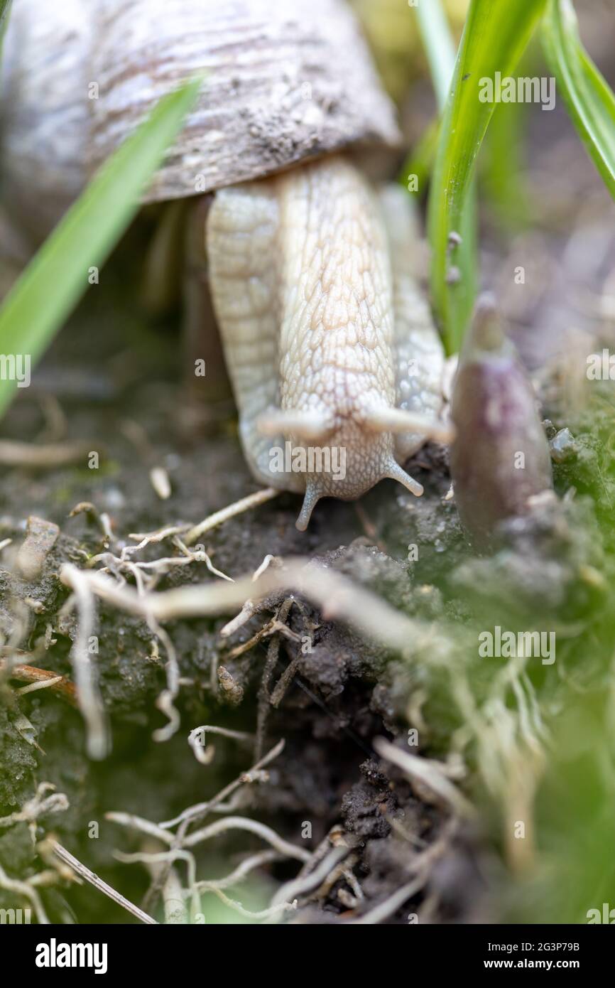 Weed in garden hi-res stock photography and images - Alamy