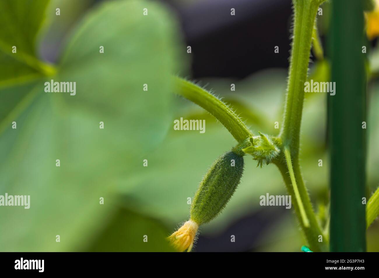 Close up view of cucumbers. Healthy eating concept. Beautiful green ...