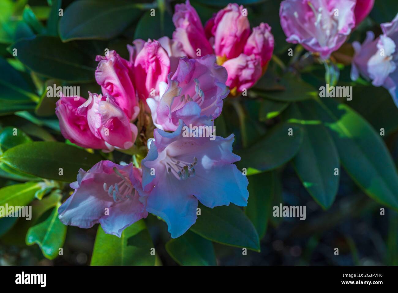 Macro view of blooming pink rhododendron. Beautiful nature backgrounds ...