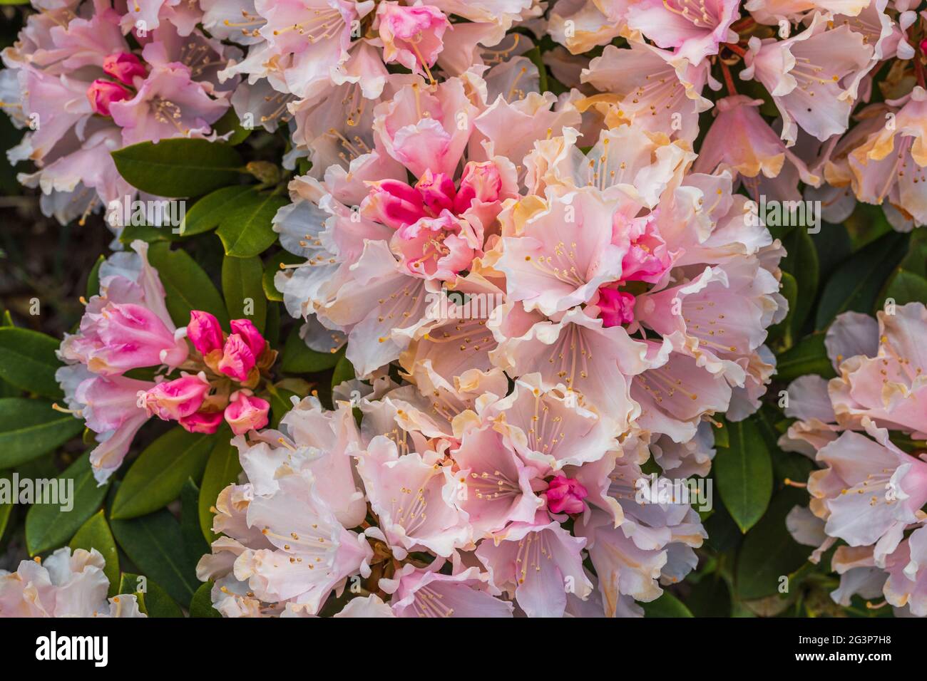 Macro view of blooming pink rhododendron. Beautiful nature backgrounds ...