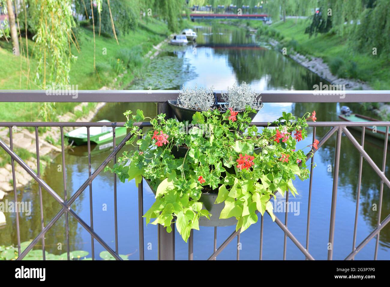 Flowers hanging on the railing of the bridge over a small river. Summer ...