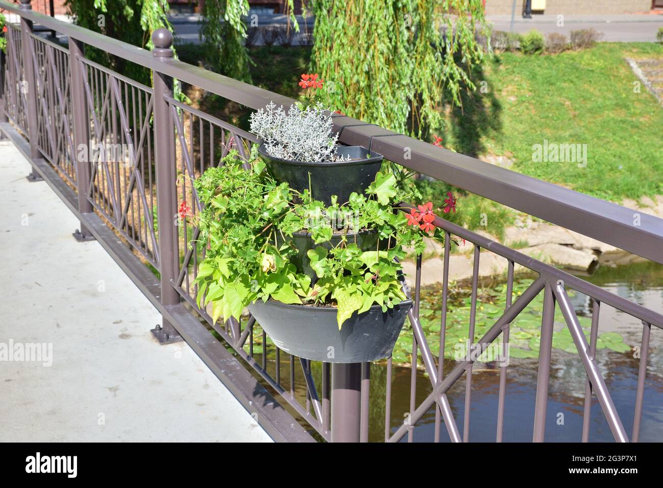 Flowers hanging on the railing of the bridge over a small river. Summer ...