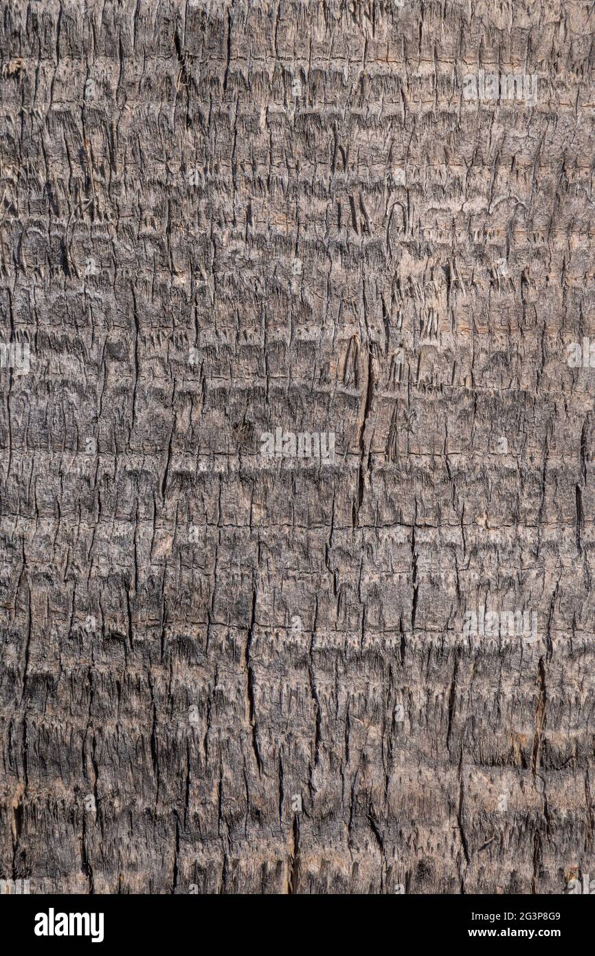natural background: close up of gray palm tree trunk texture Stock ...