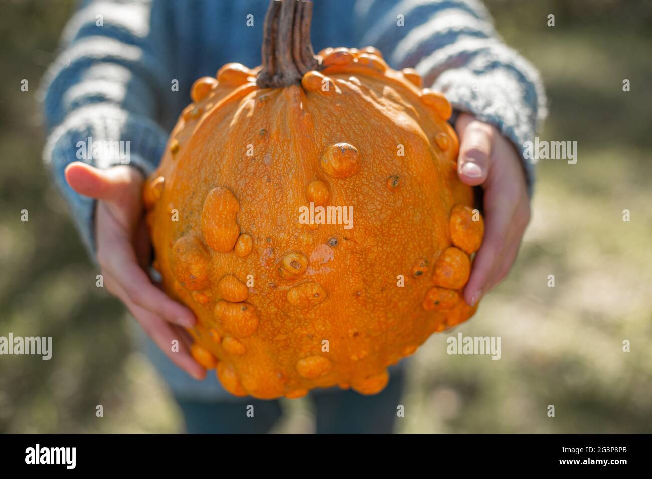 Deformed ugly orange pumpkin in a child hands Stock Photo - Alamy